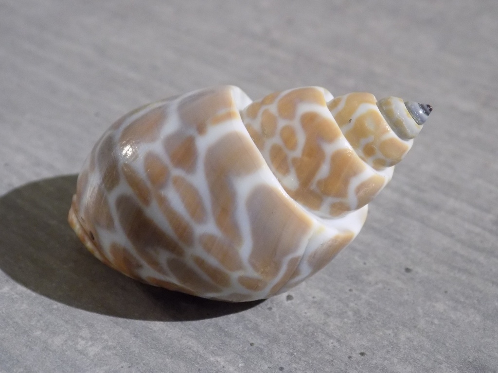 BABYLONIIDAE BABYLONIA SPIRATA | Nautilus 2